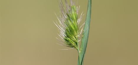 Gelin Tacı ile Top Tarakotu, biyoçeşitliliğimizin bitki türleri ...